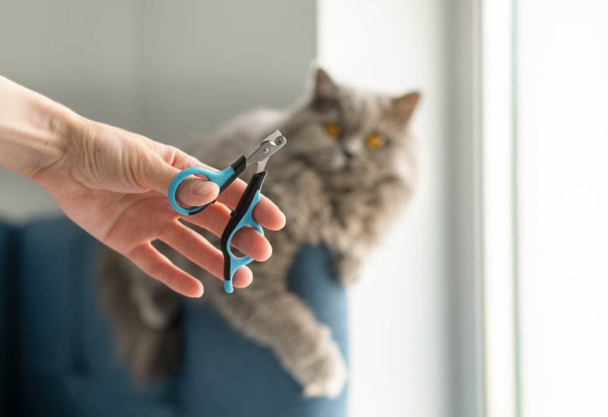 Pourquoi et comment couper les griffes d'un chat